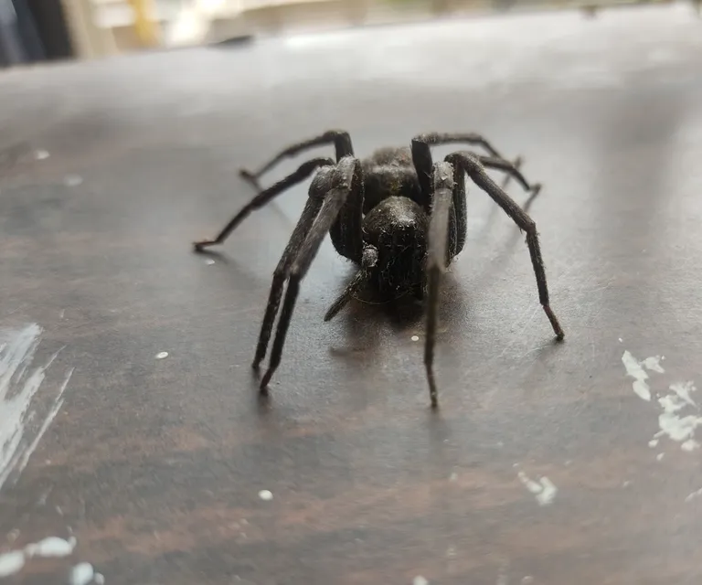 insect, arthropod, spider, wood,... | Image by FieryCantaloupe