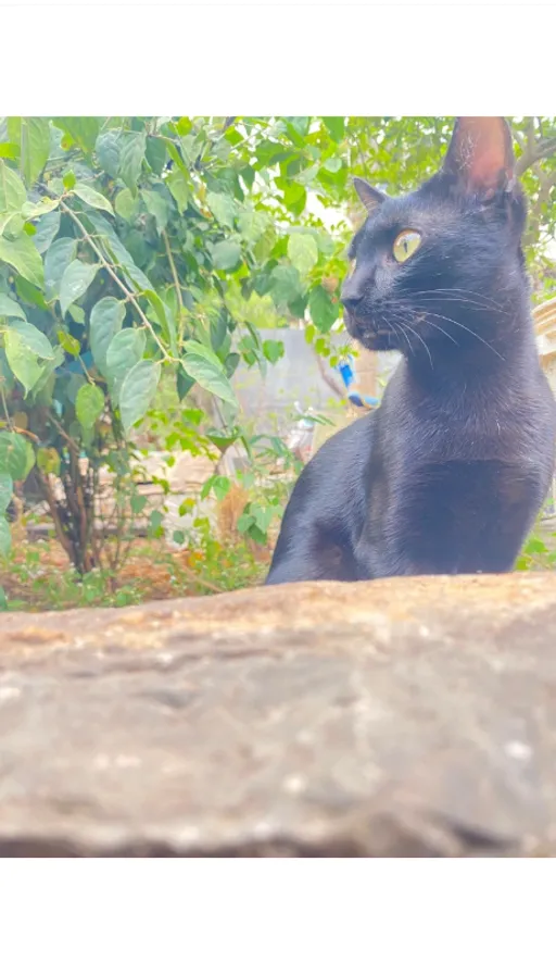 a black cat sitting on top of a... | Video by ComfortableMaple
